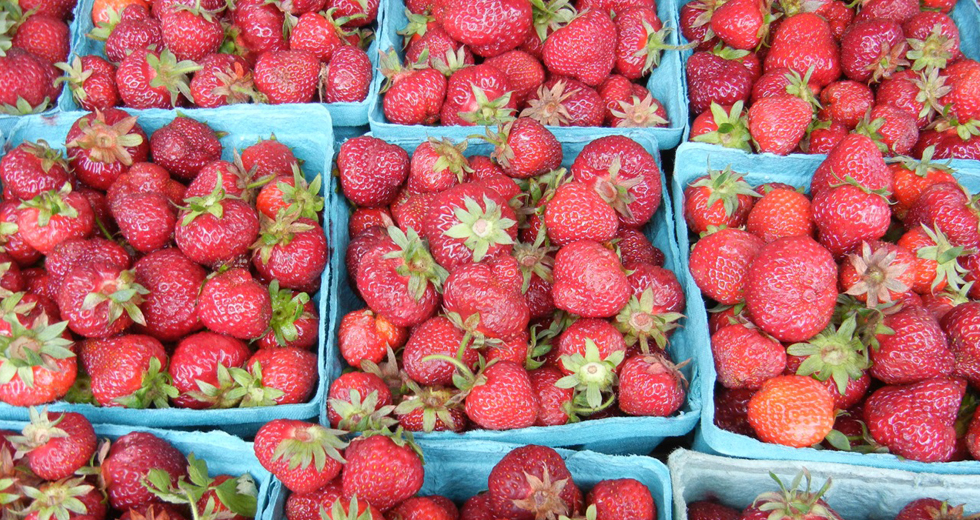 Braintree Farmers Market | Local Farms and Foods